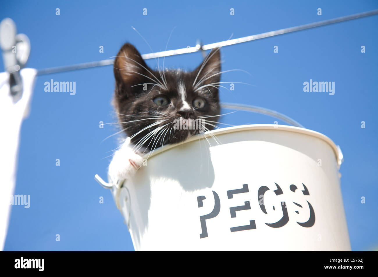 Cute kitten on washing line Stock Photo - Alamy