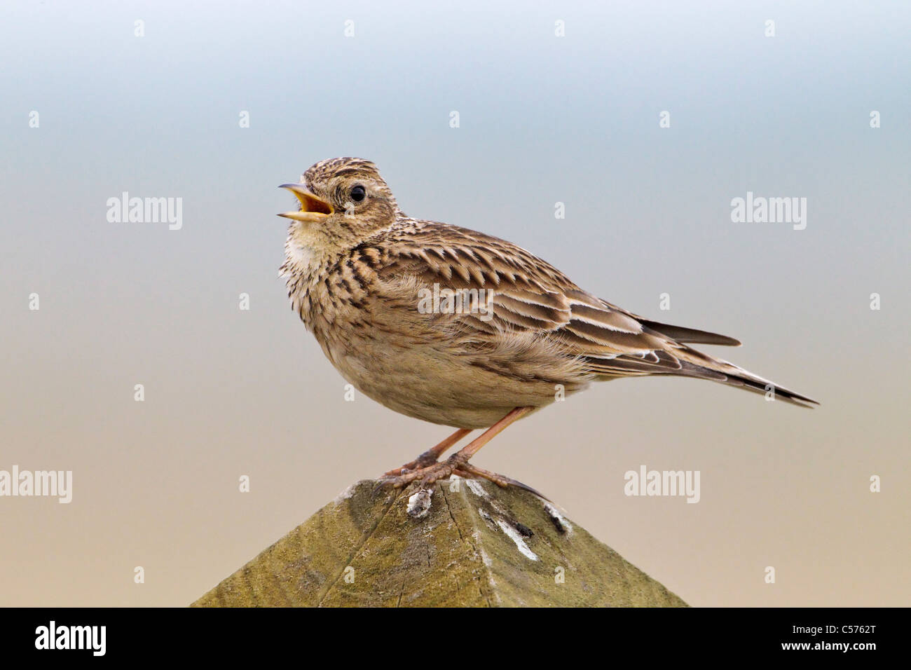 An adult Skylark singing Stock Photo - Alamy
