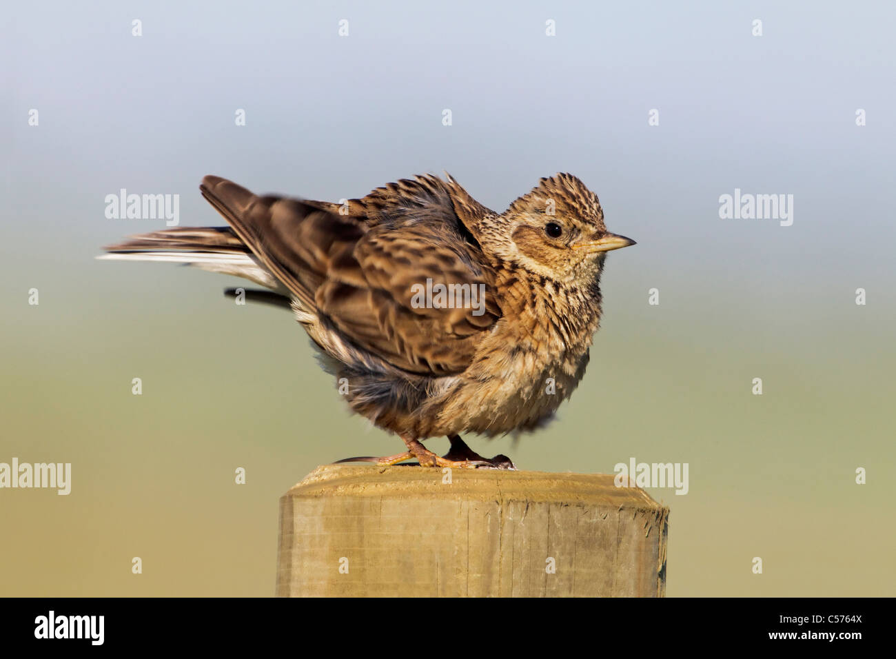 Skylark uk hi-res stock photography and images - Alamy