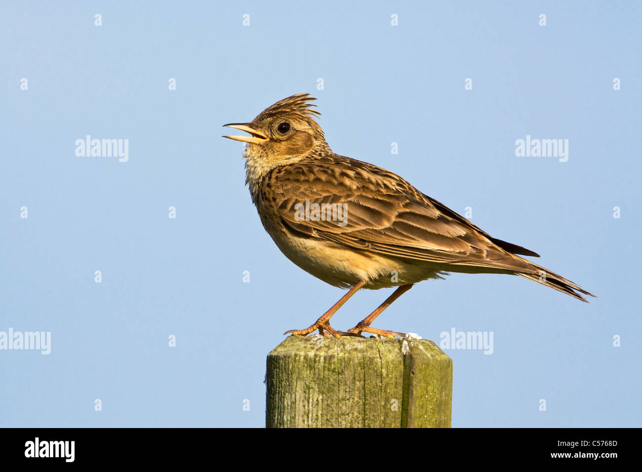 An adult Skylark singing Stock Photo - Alamy