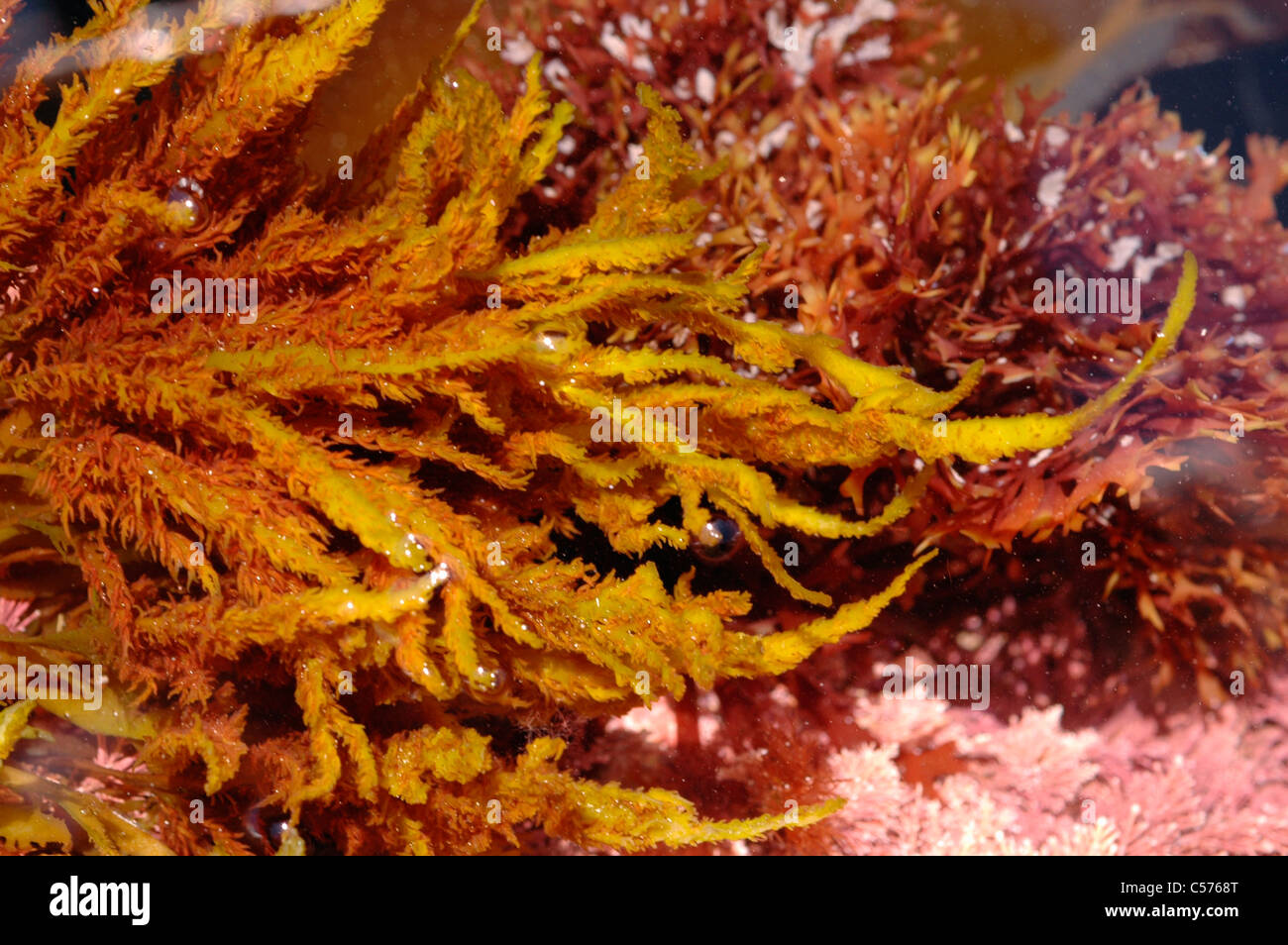 Red Seaweed