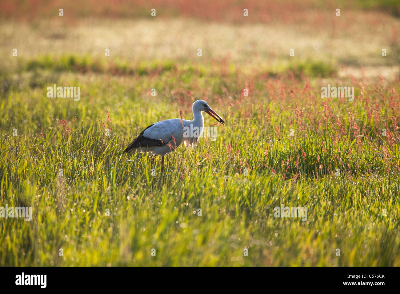 Stork catching snail slug hi-res stock photography and images - Alamy
