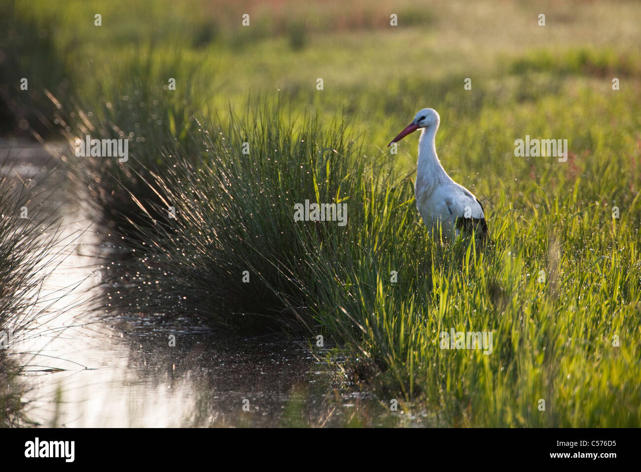 Stork hunting hi-res stock photography and images - Alamy