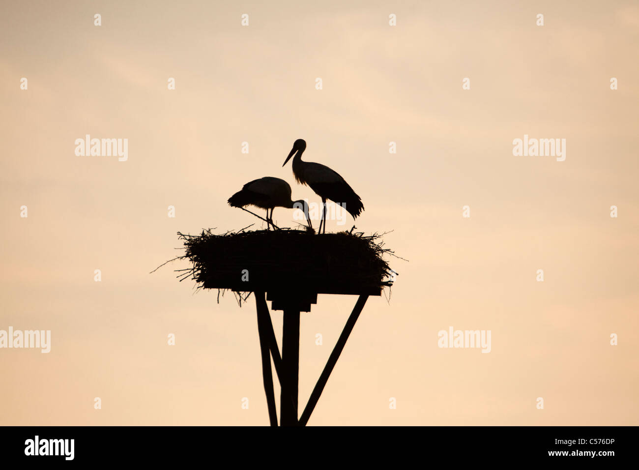 Silhouette of stork on sunset hi-res stock photography and images - Alamy