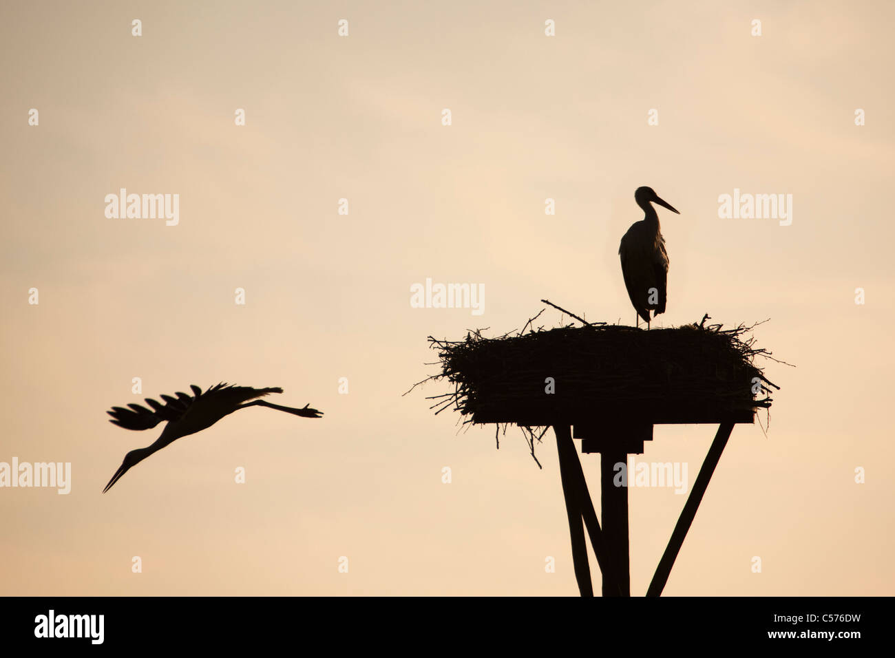 Stork bird birds netherlands holland hi-res stock photography and ...