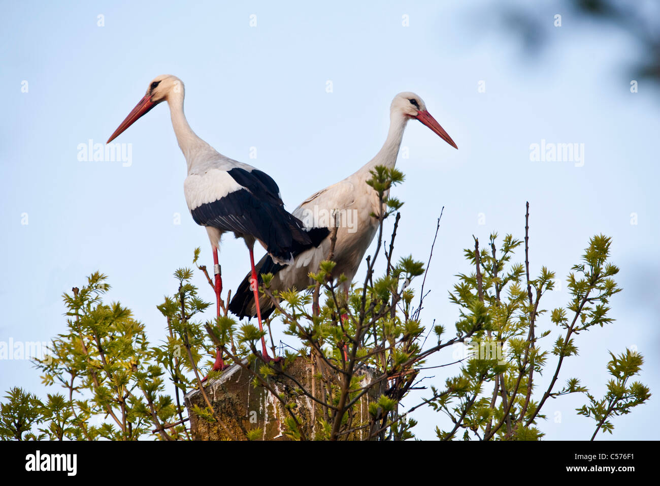 Stork bird birds netherlands holland hi-res stock photography and ...