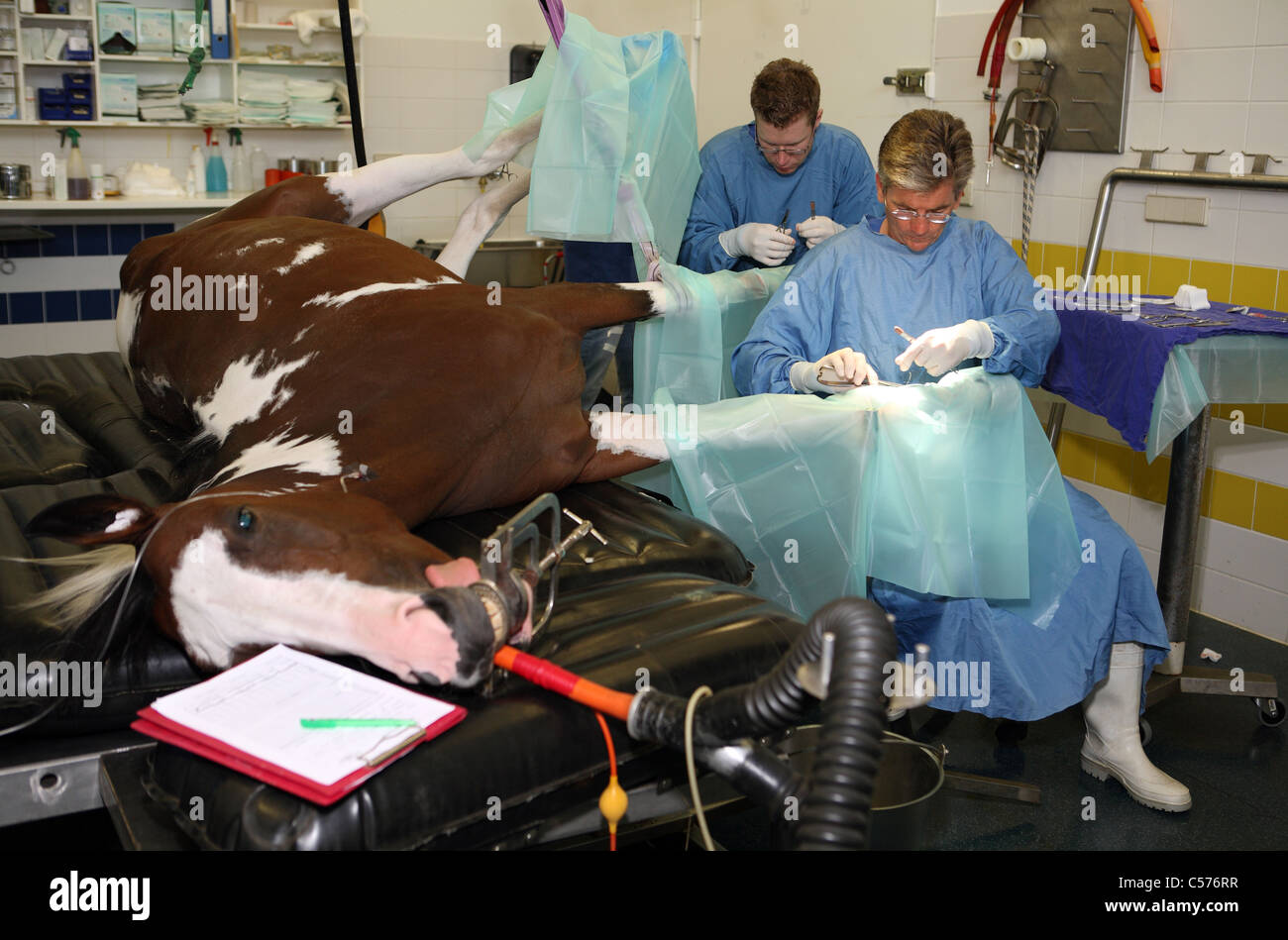 Horse on operating table hi-res stock photography and images - Alamy