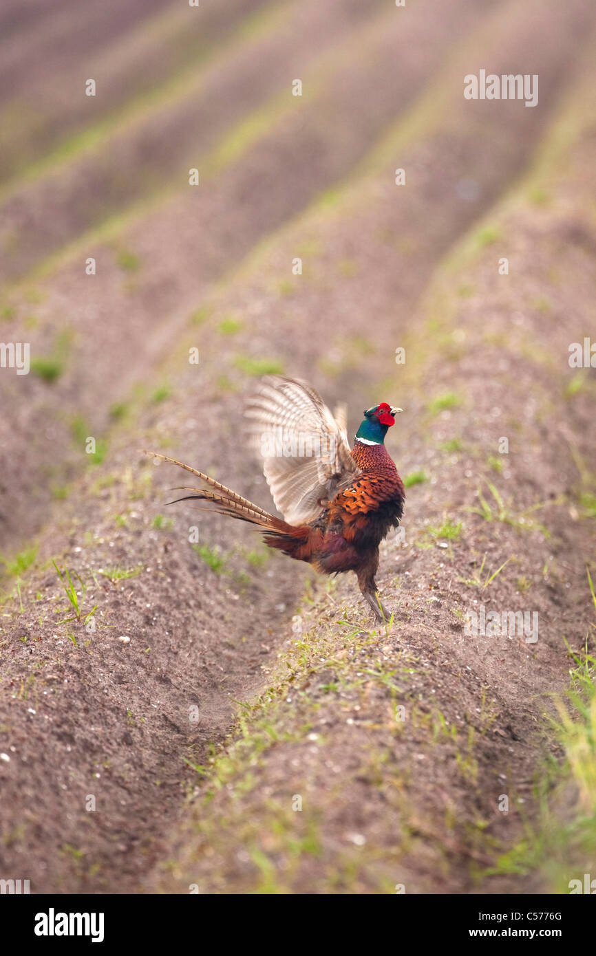 The Netherlands, Blankenham, Male pheasant defending his territory. Phasianus colchicus Stock ...