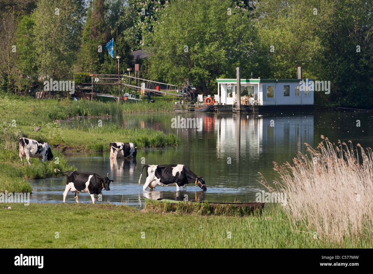 The Netherlands, Zalk, House boat in river called IJssel. Cows drinking ...