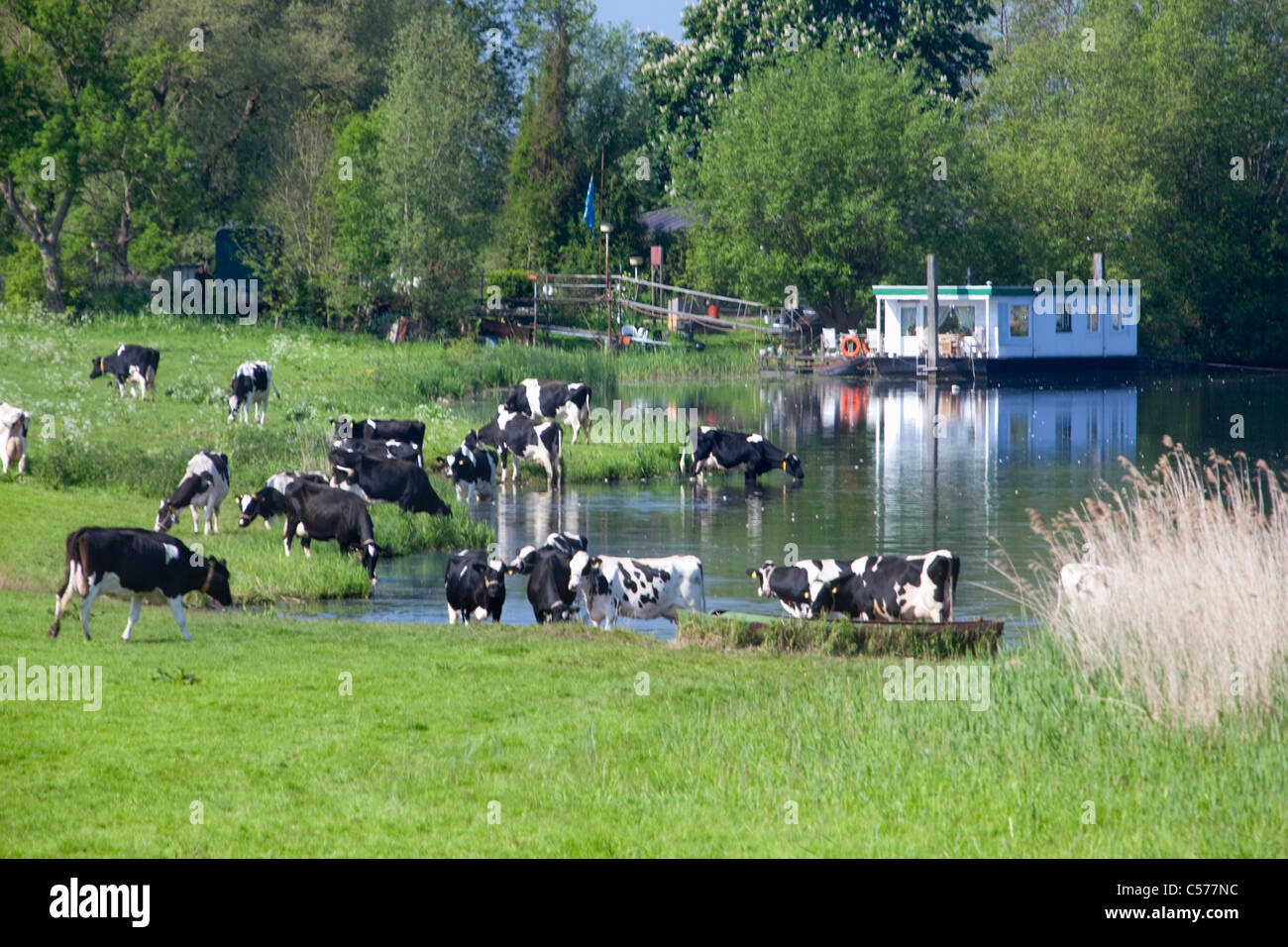 The Netherlands, Zalk, House boat in river called IJssel. Cows drinking ...