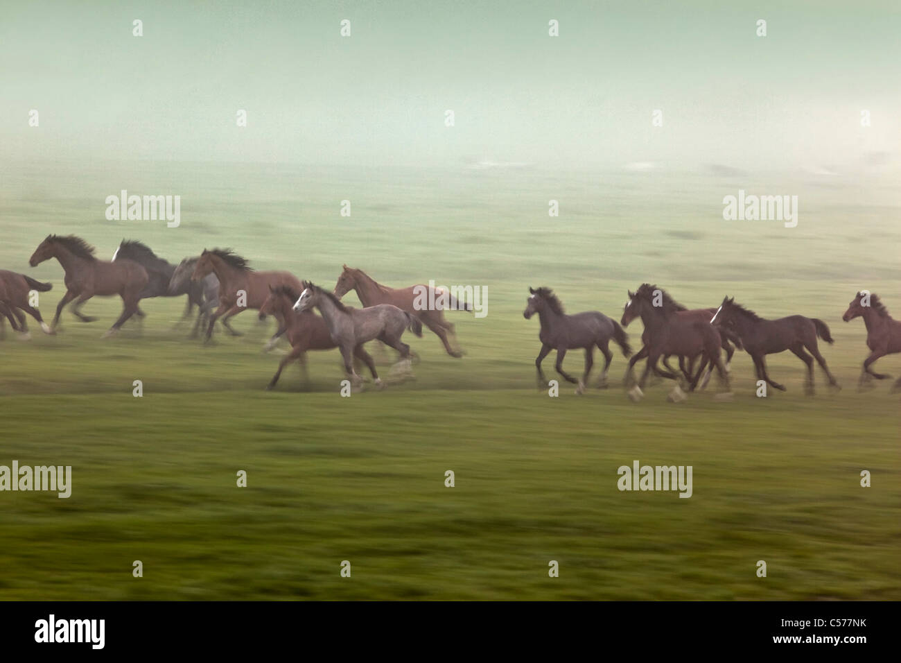 The Netherlands, Zalk, Young horses running in morning mist Stock Photo ...