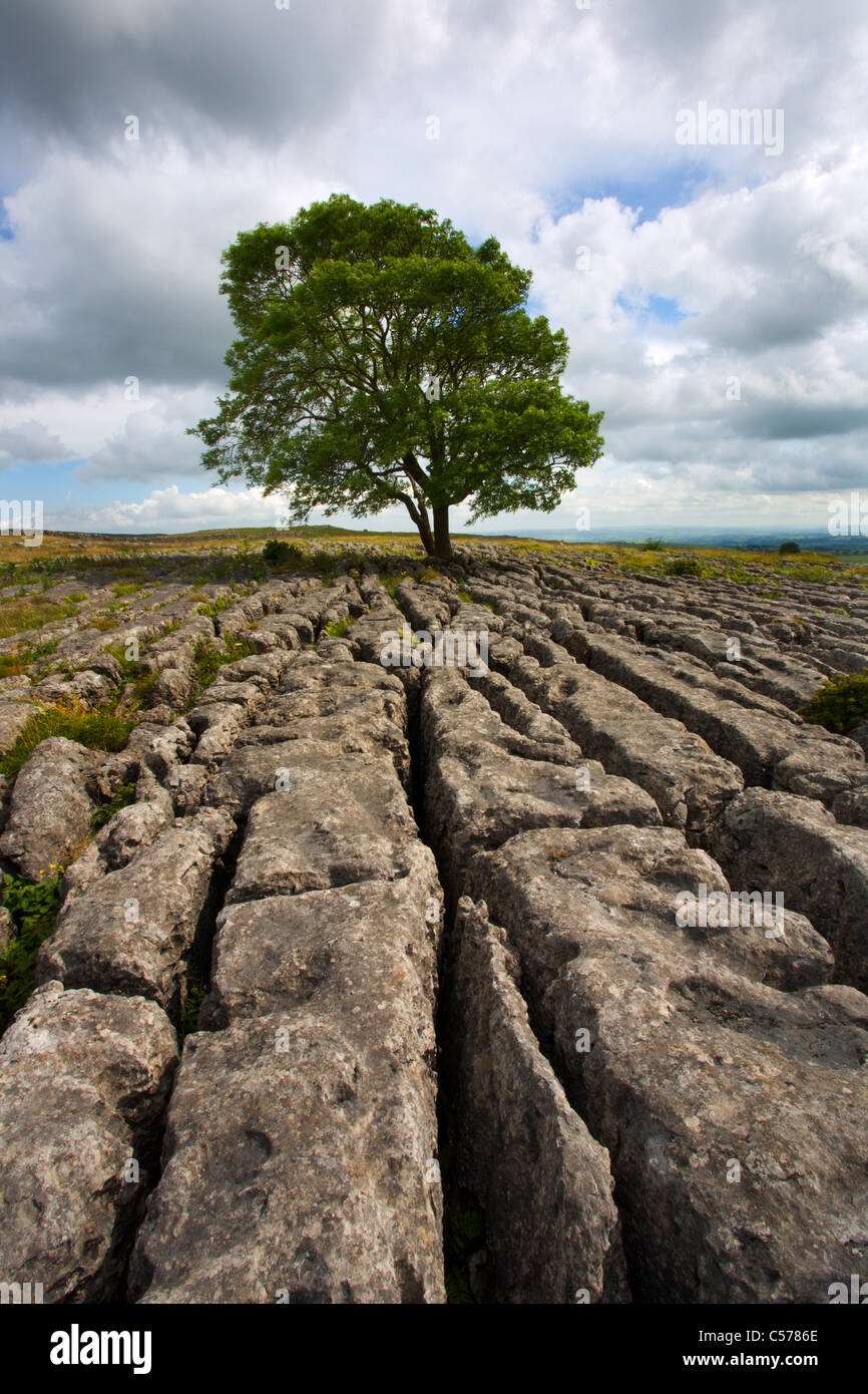 Lone Tree and Limestone Pavement Malhamdale Yorkshire Dales Engl Stock ...
