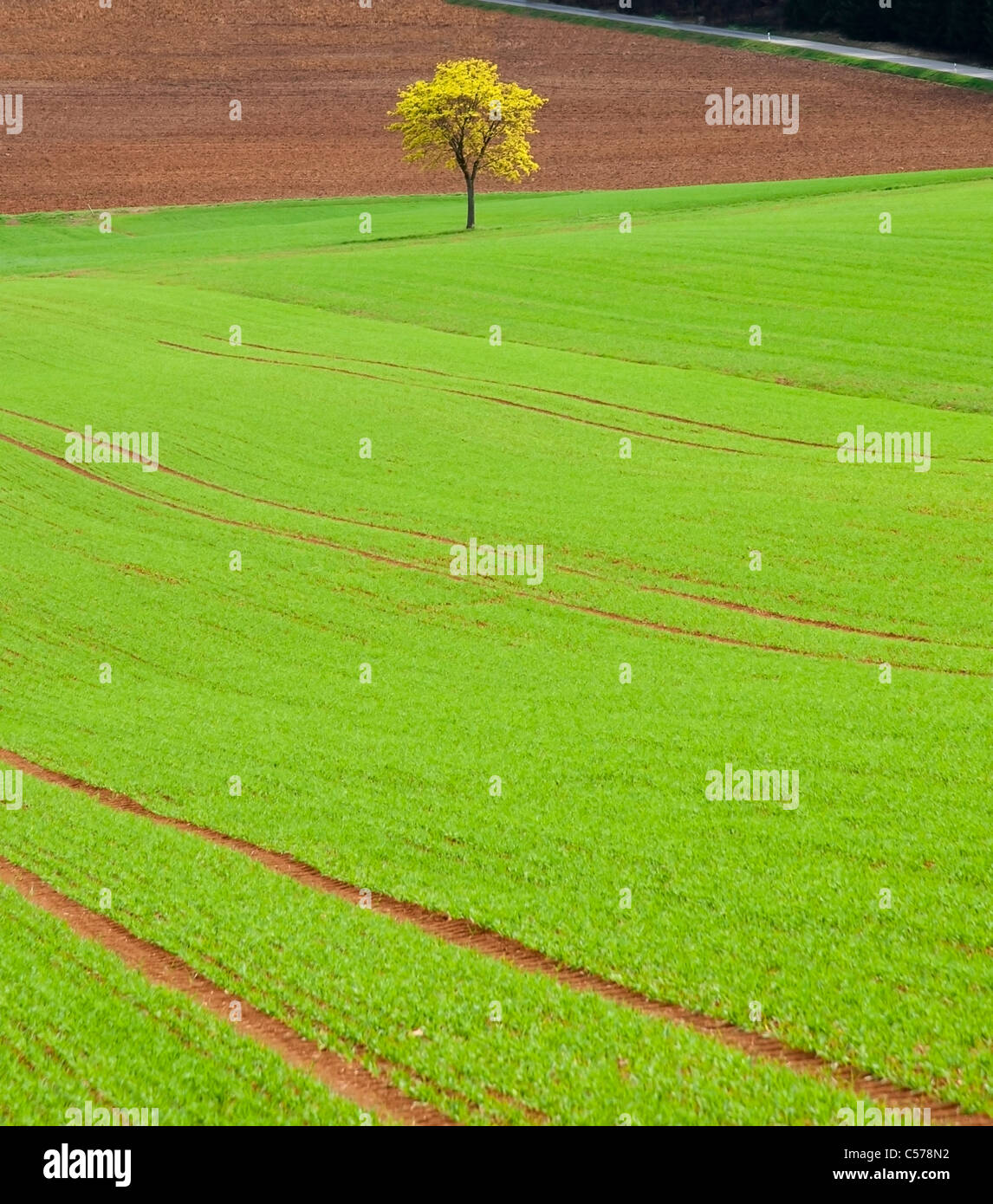 Single tree in green field Stock Photo - Alamy