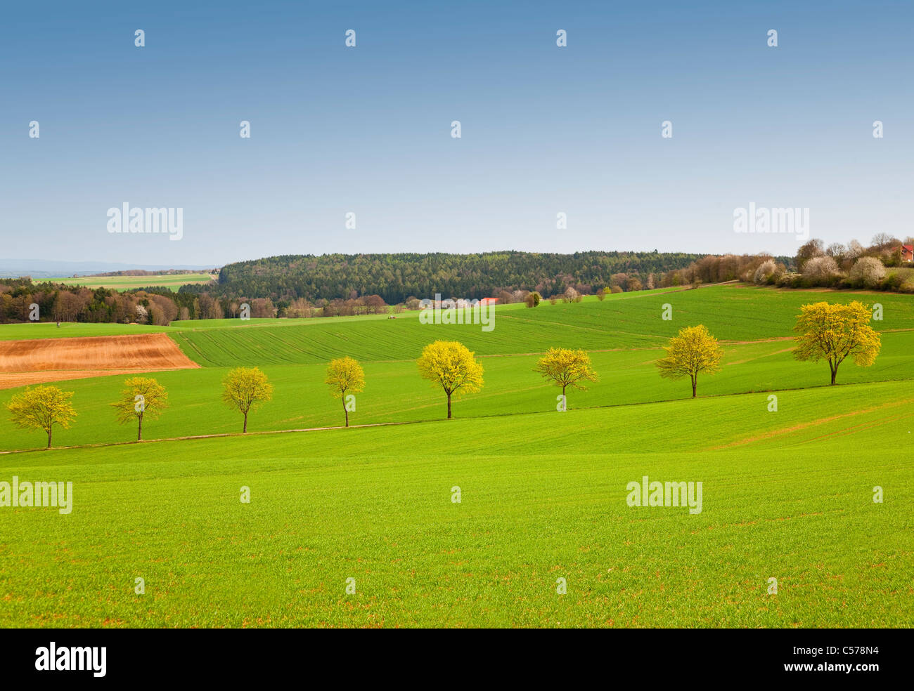 Row of trees in green field Stock Photo - Alamy