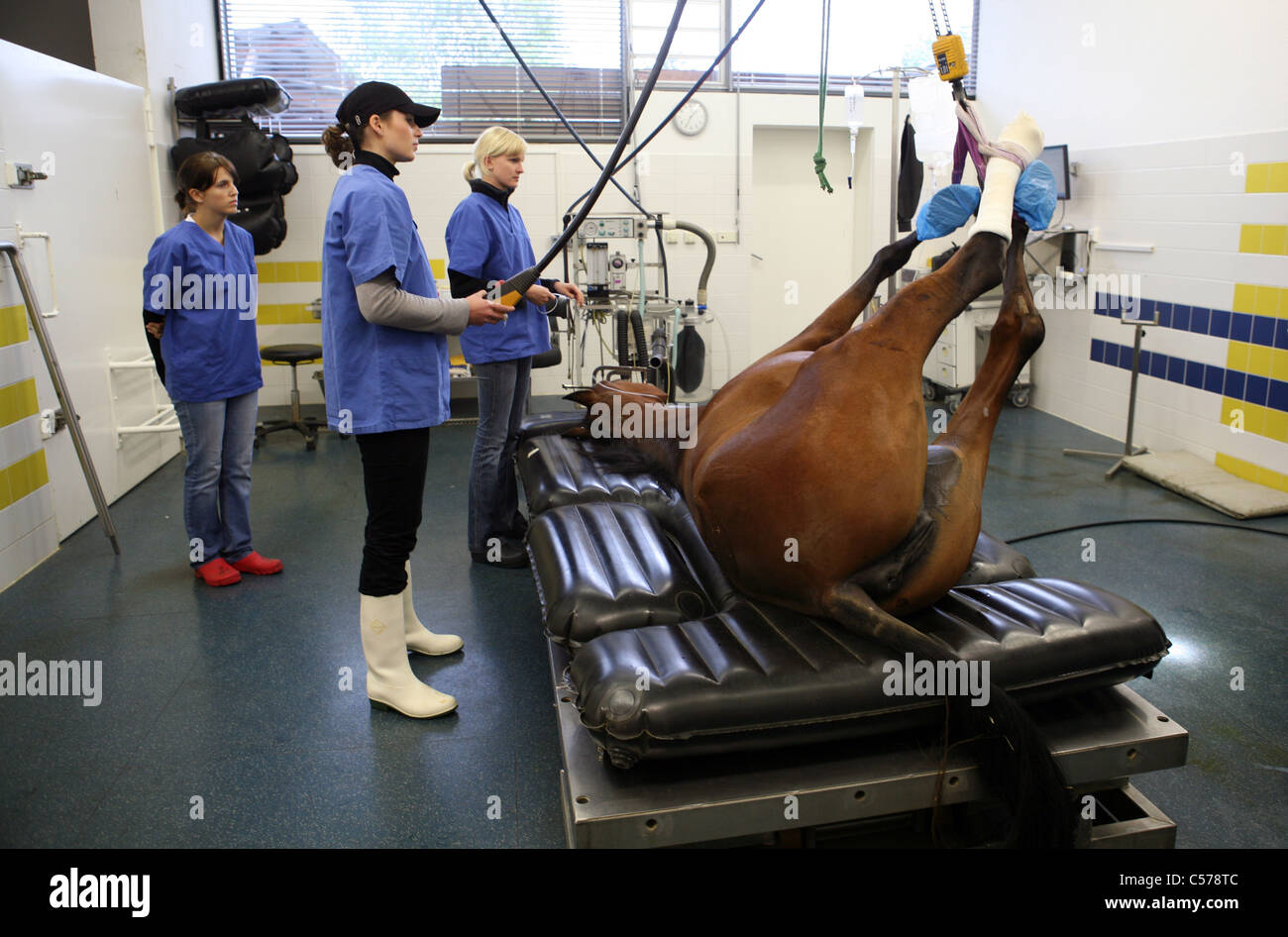 An anesthetized horse is being laid on an operating table Stock Photo ...