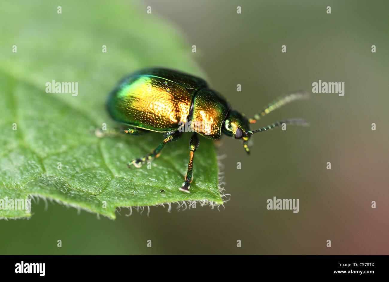Rose chafer (Cetonia aurata Stock Photo - Alamy Rose chafer (Cetonia aurata Stock Photo - Alamy