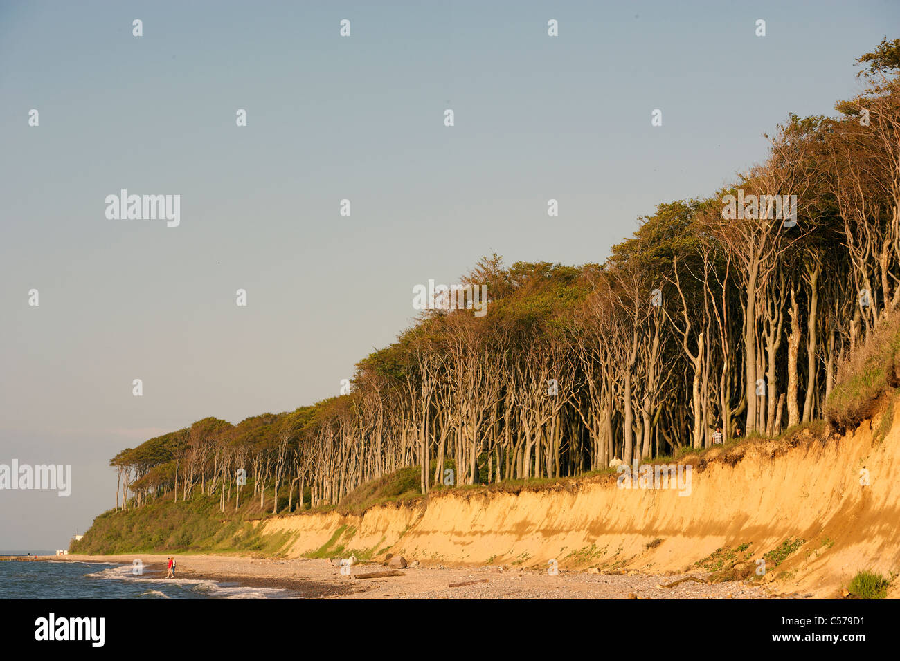 Ghost forest Nienhagen Stock Photo - Alamy