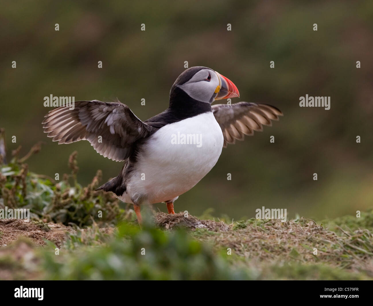 Atlantic puffin with wings raised Stock Photo - Alamy