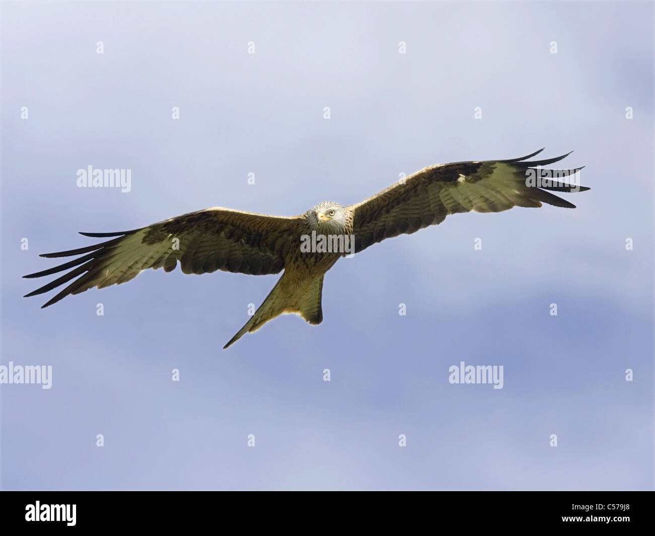 Red kite in flight hi-res stock photography and images - Alamy