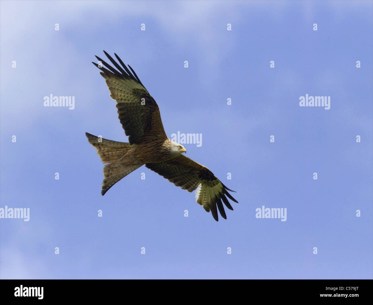 Red kite in flight hi-res stock photography and images - Alamy