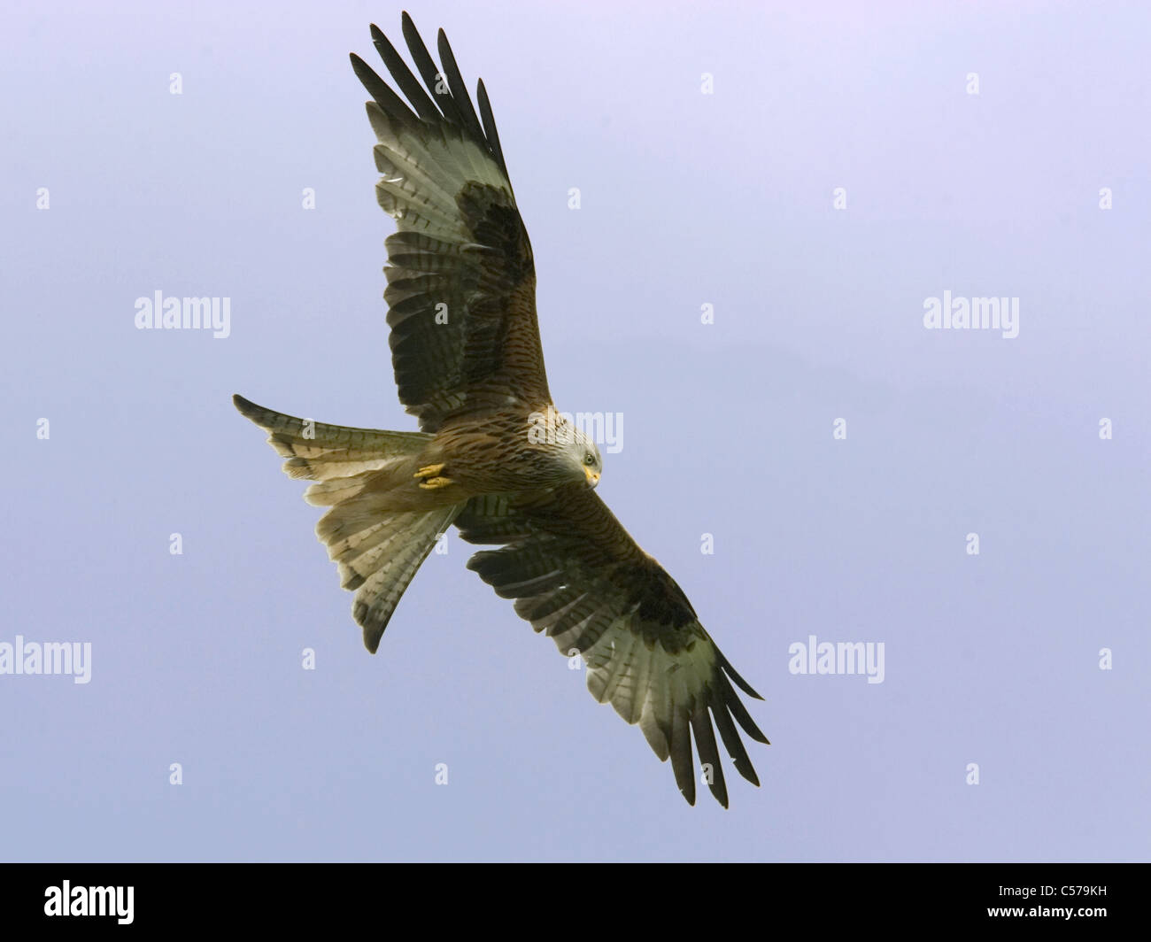 Red kite in flight Stock Photo - Alamy