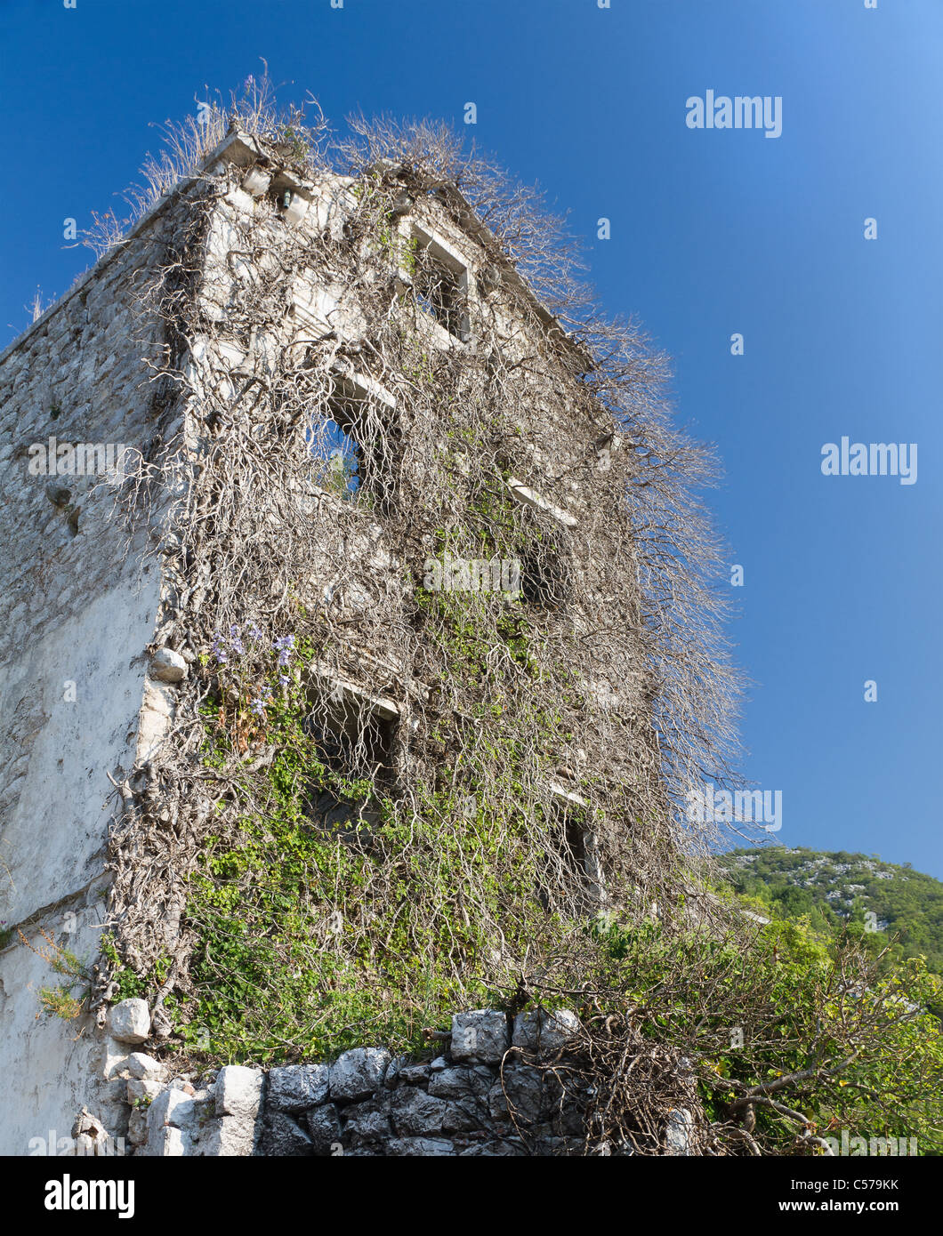 Abandoned house and vines hi-res stock photography and images - Alamy