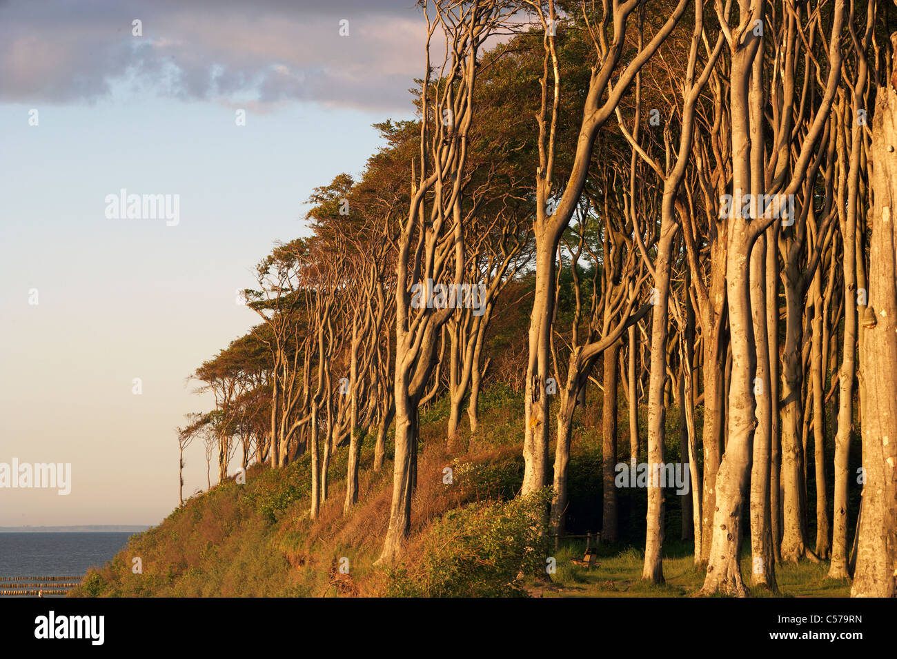 Ghost forest Nienhagen Stock Photo - Alamy