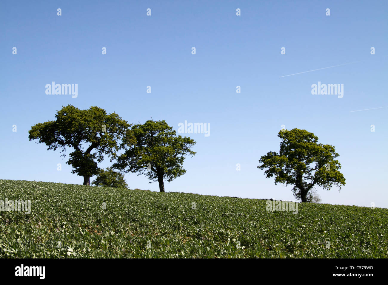 Broad Bean Field (Vicia faba Stock Photo - Alamy