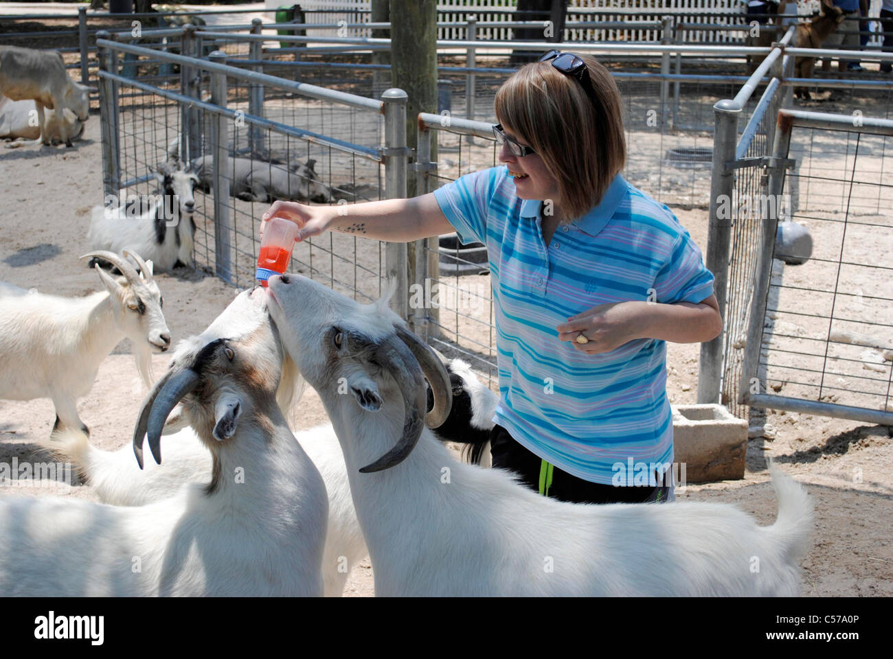 Farm animals in jungle hi-res stock photography and images - Alamy