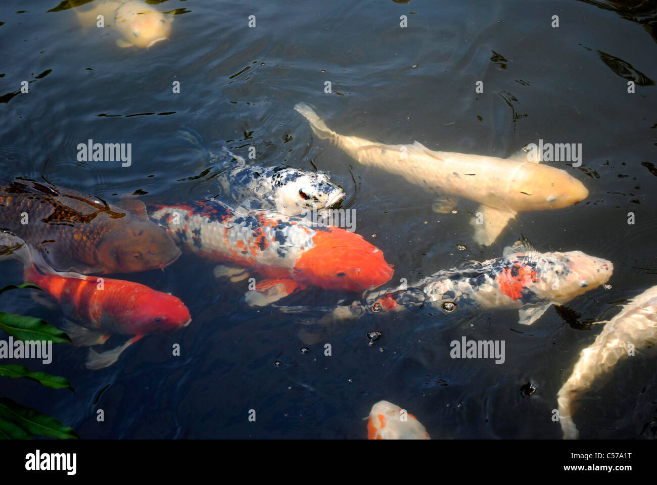 Koi carp (Cyprinus carpo Stock Photo - Alamy