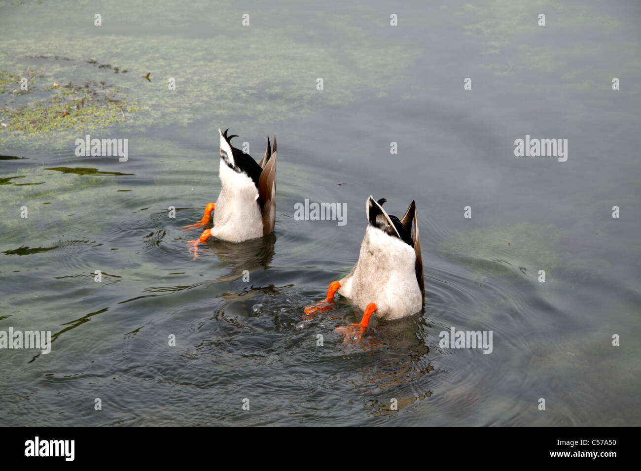 Synchronized swimming feet hi-res stock photography and images - Alamy