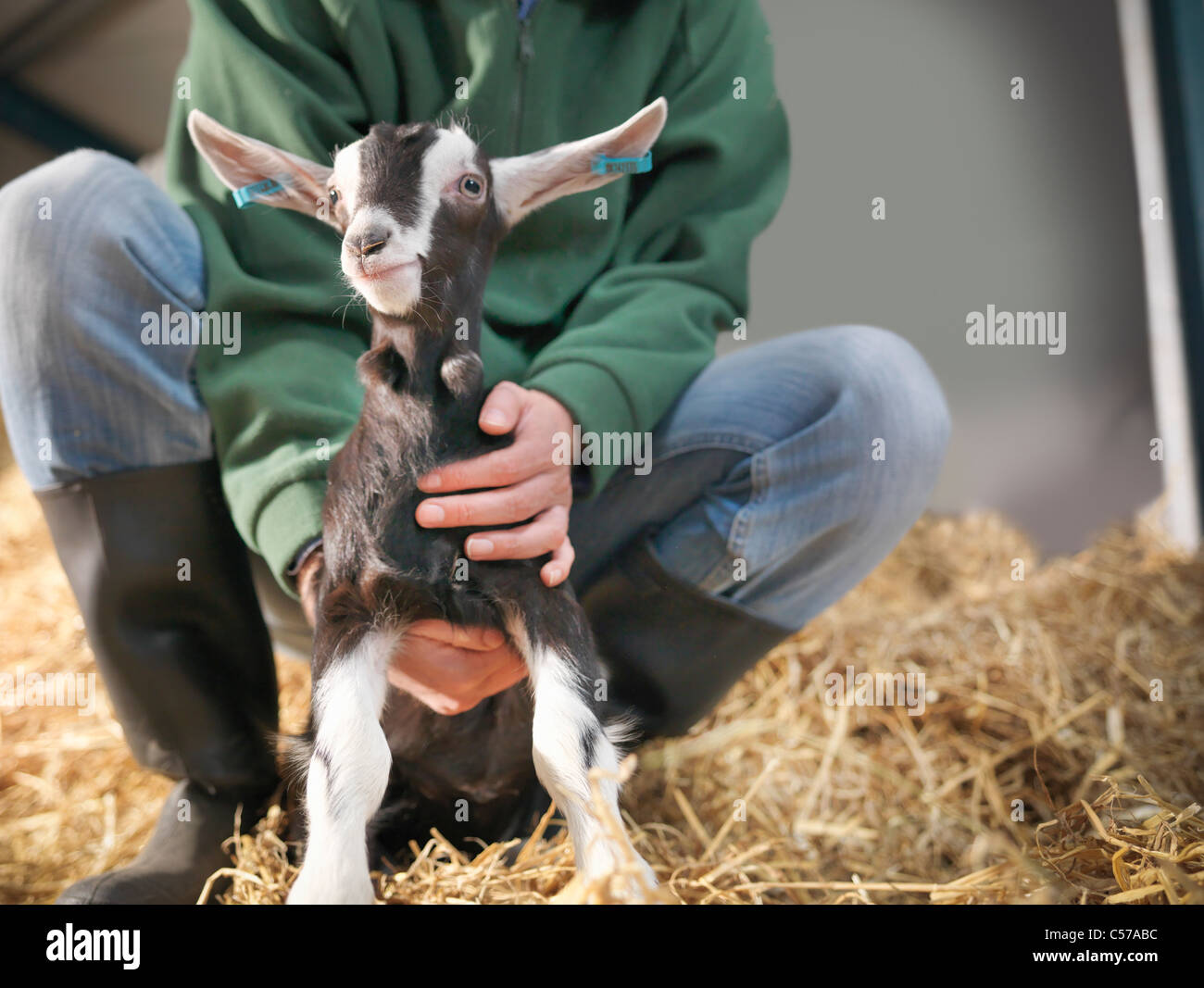 Man holding baby goat hi-res stock photography and images - Alamy