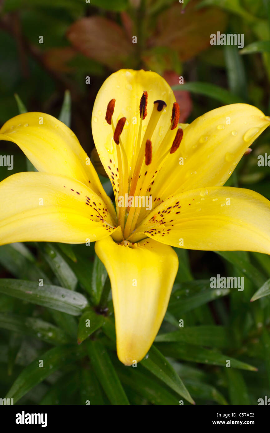 Yellow Asiatic Lily (Lilium Stock Photo - Alamy