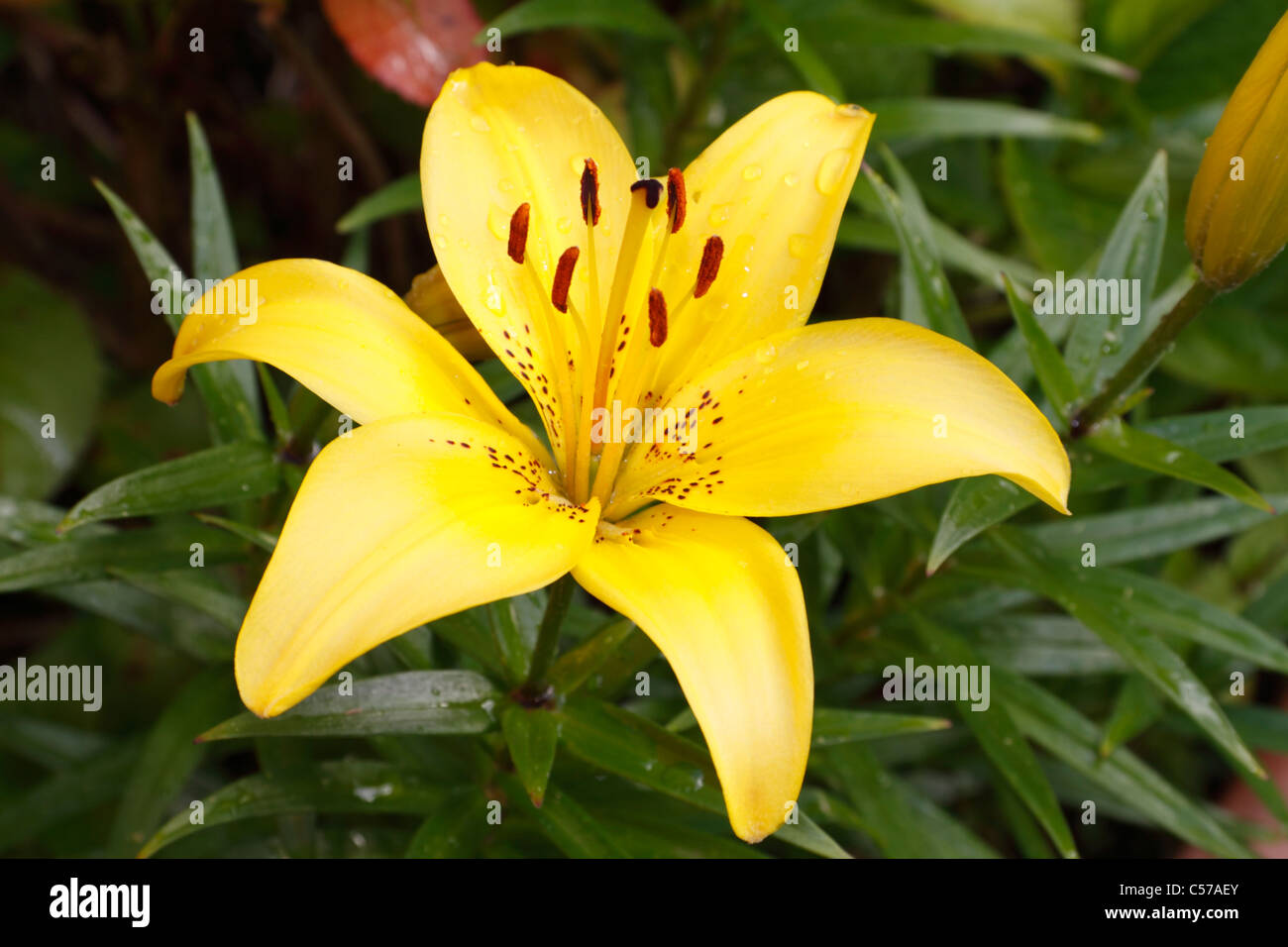 Yellow Asiatic Lily (Lilium Stock Photo - Alamy
