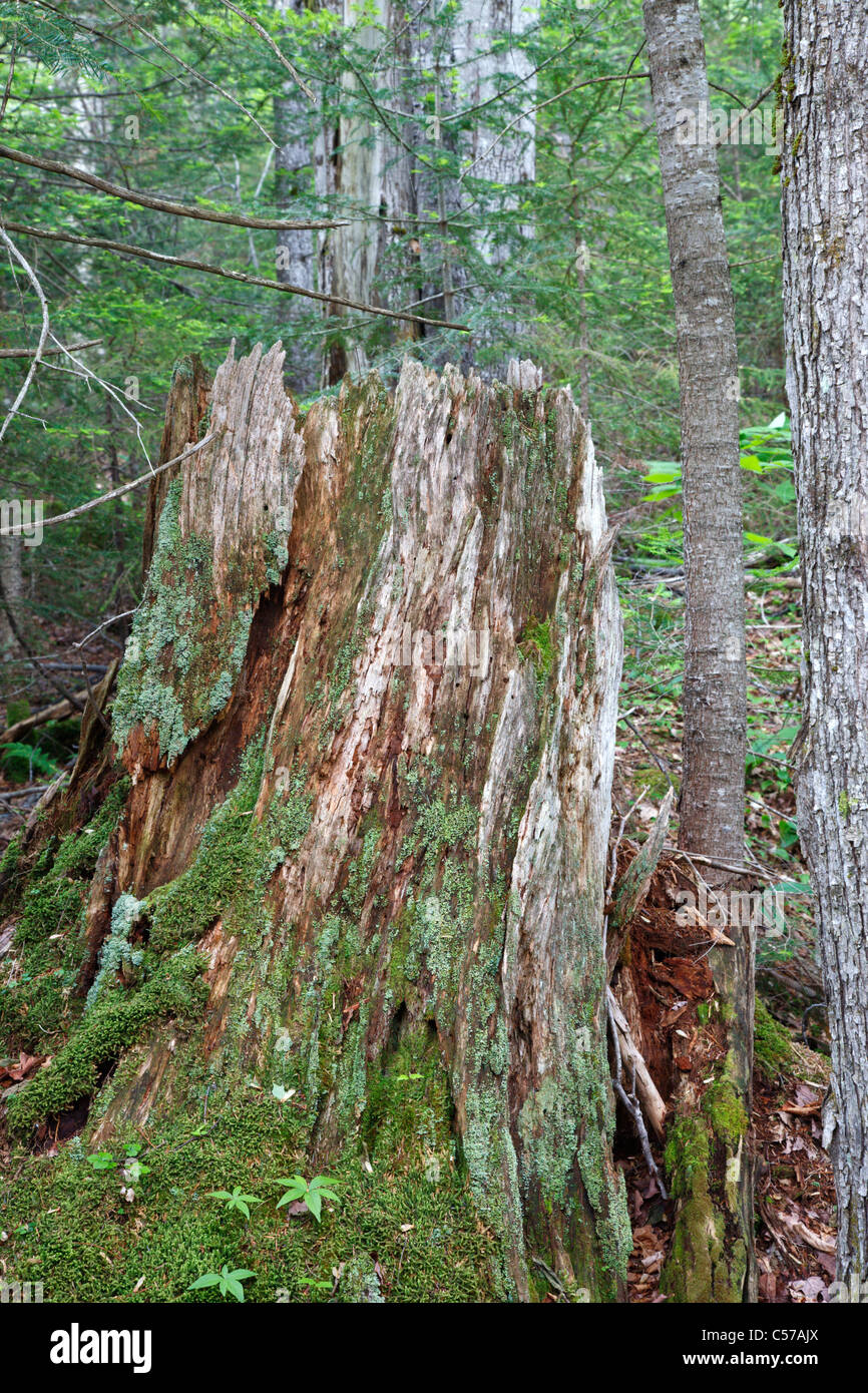 Decaying trees in the new forest hampshire hi-res stock photography and ...