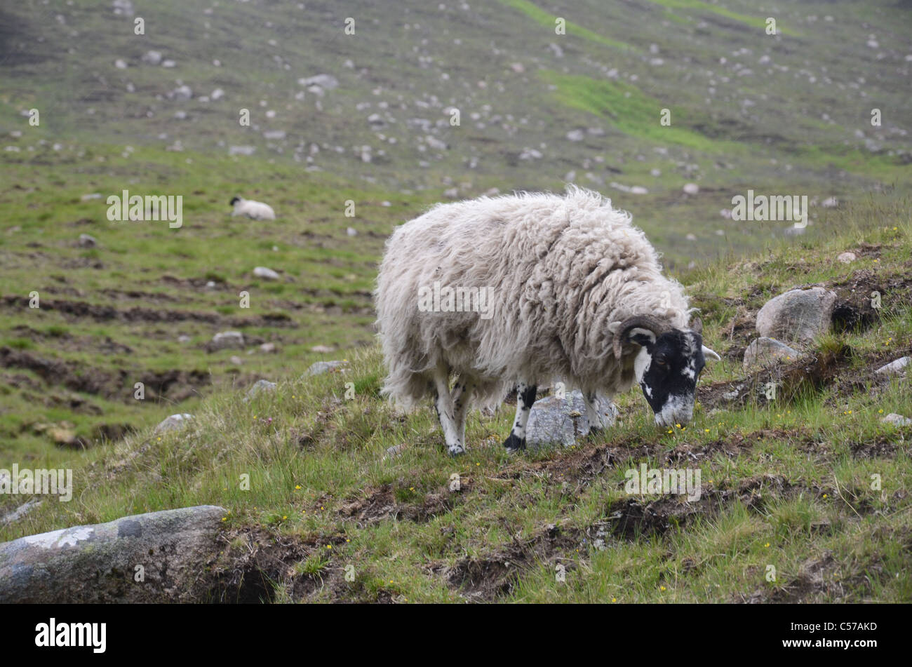 Sheep grazing on part of the West Highland Way between Kinlochleven and ...