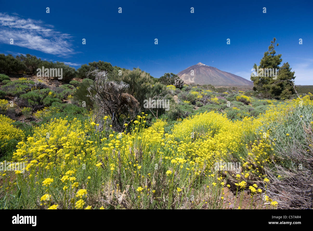 Teide national park flowers hi-res stock photography and images - Alamy