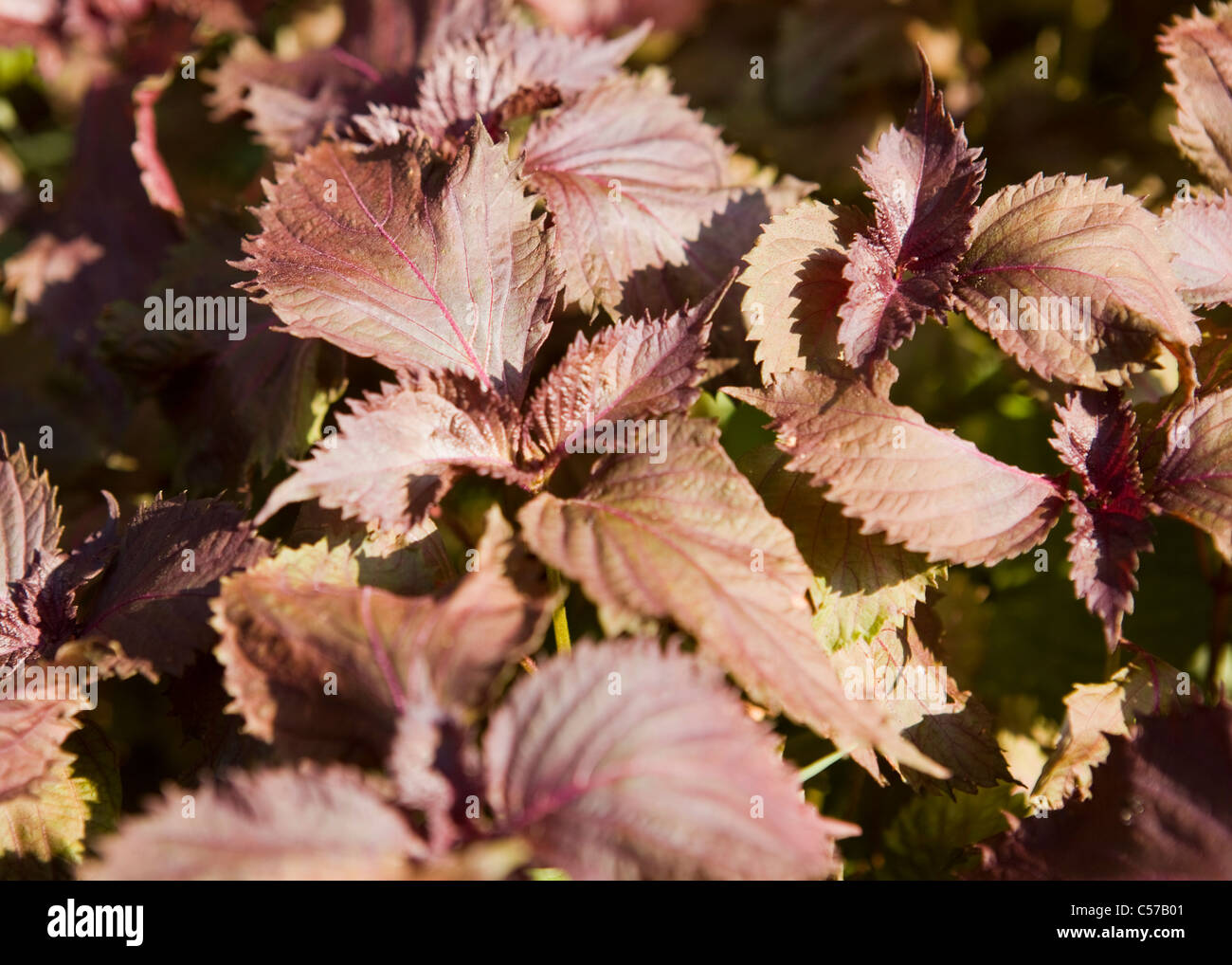 Purple leafed Beefsteak plant leaves (Perilla frutescens var. crispa ...