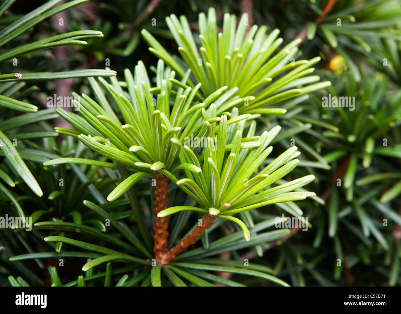 Japanese umbrella pine hi-res stock photography and images - Alamy