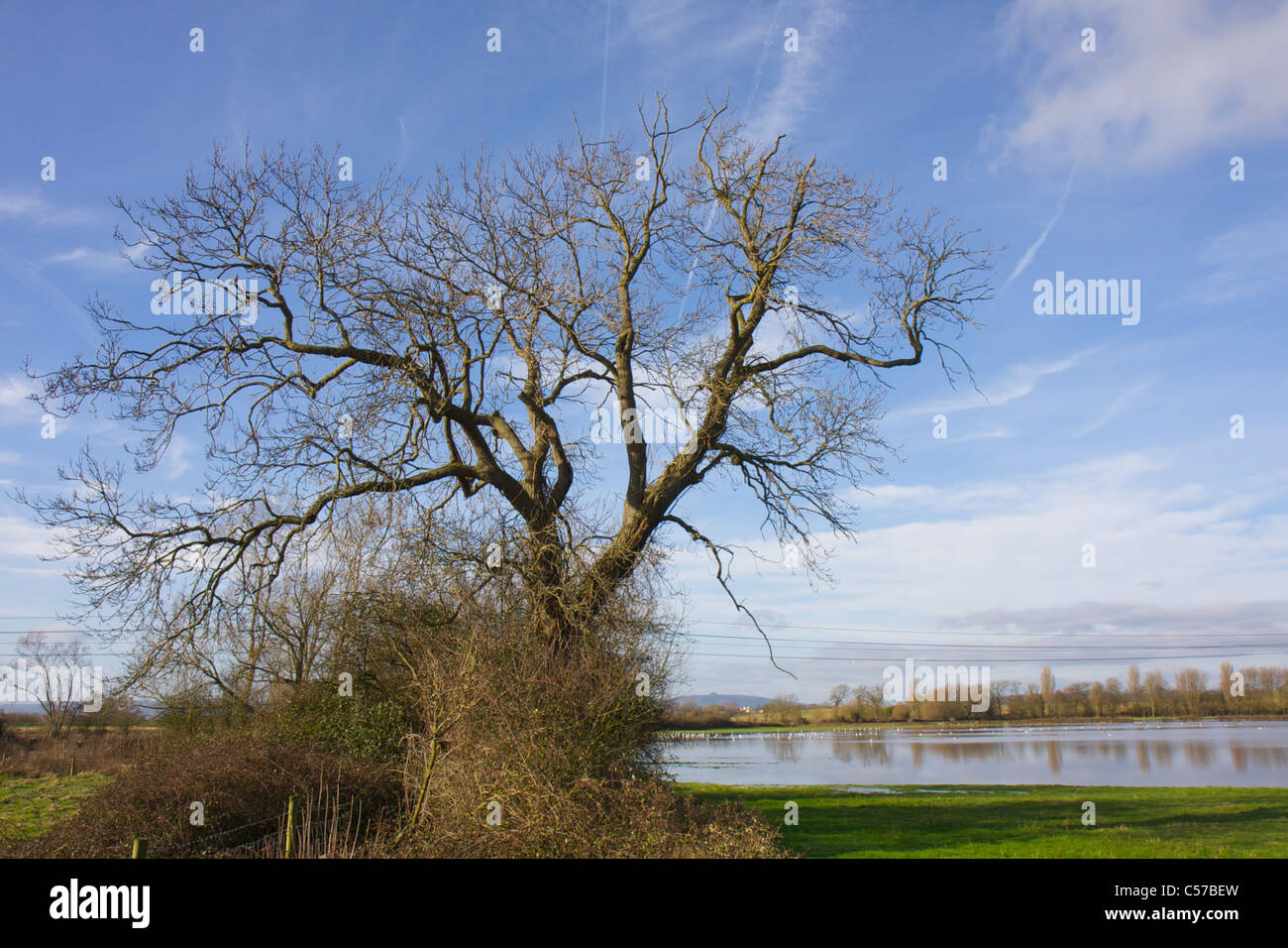 Tree and flooded field, Gloucester, England Stock Photo - Alamy