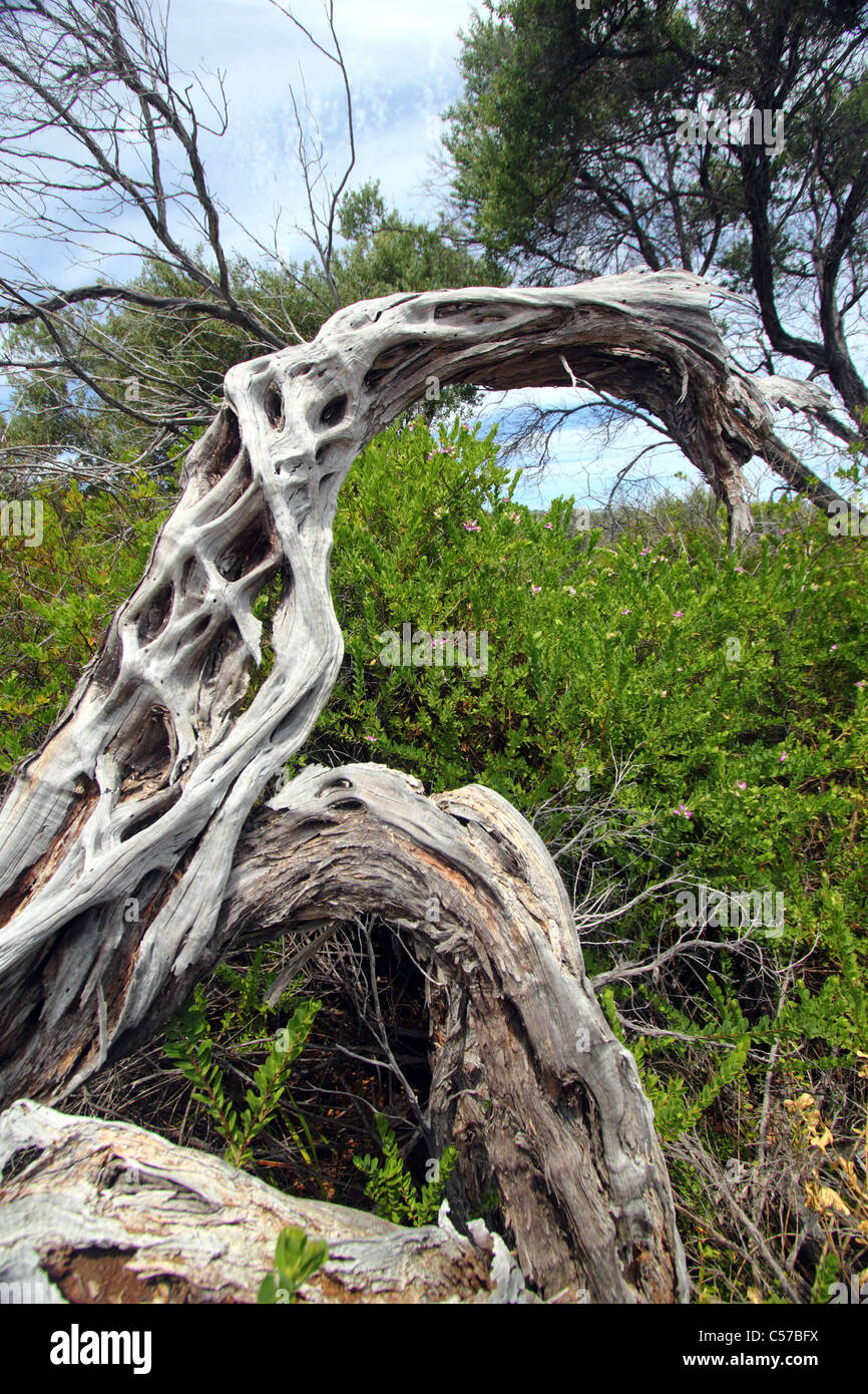 TWISTED TREE ROOTS VERTICAL BDB Stock Photo - Alamy