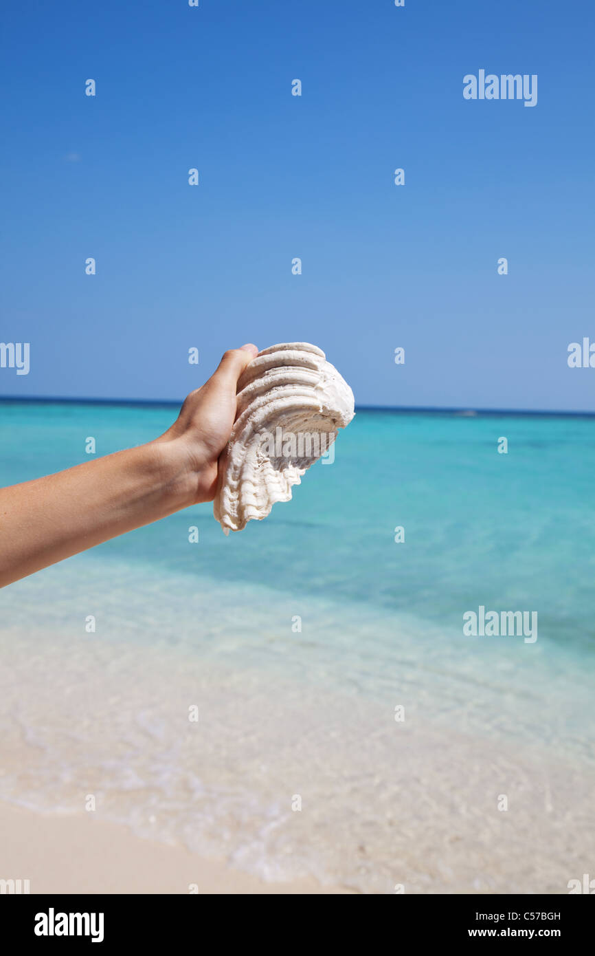 Holding a white mussels on an exotic beach in Karimunjawa islands in ...