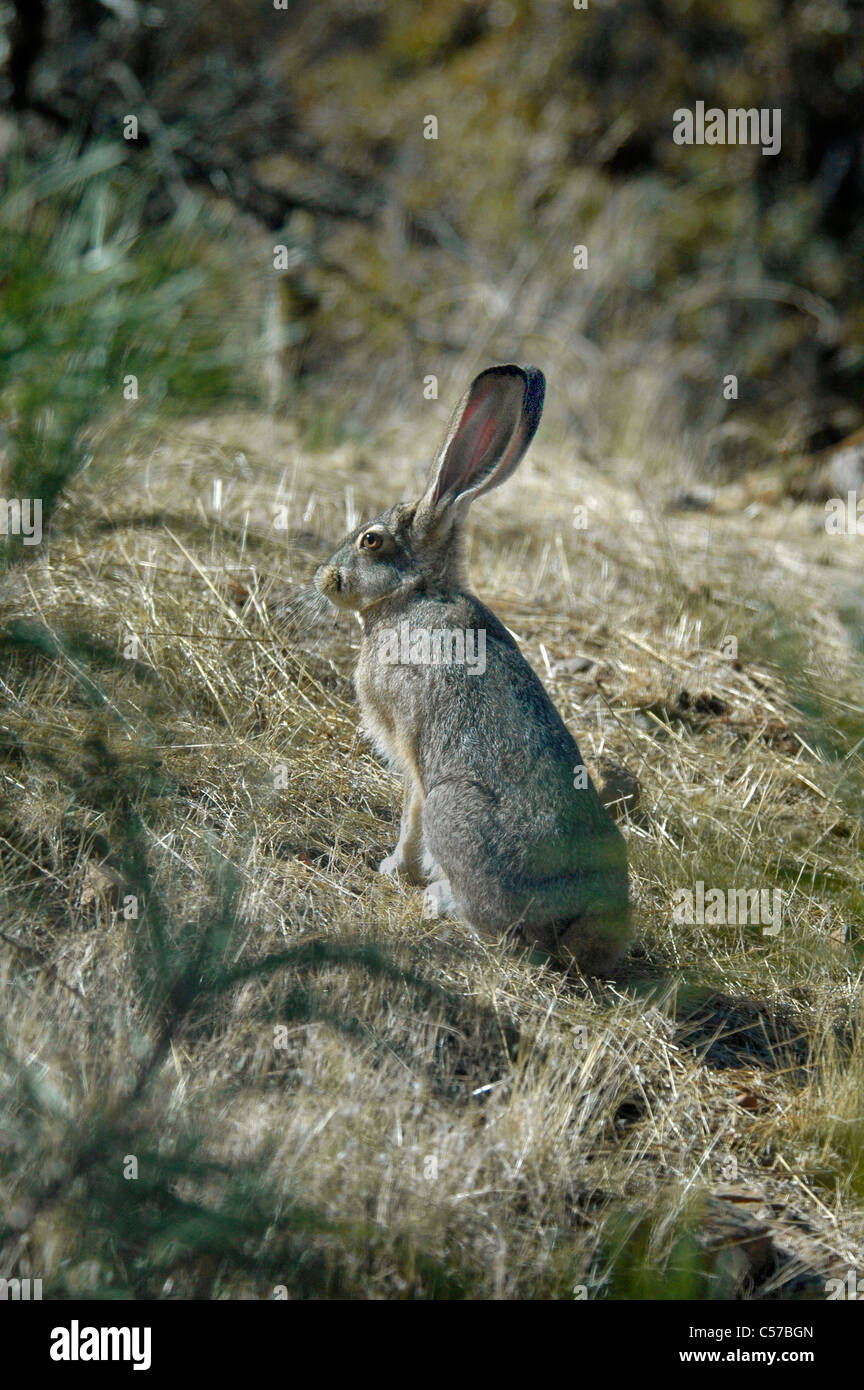 Black tail jackrabbit desert hi-res stock photography and images - Alamy