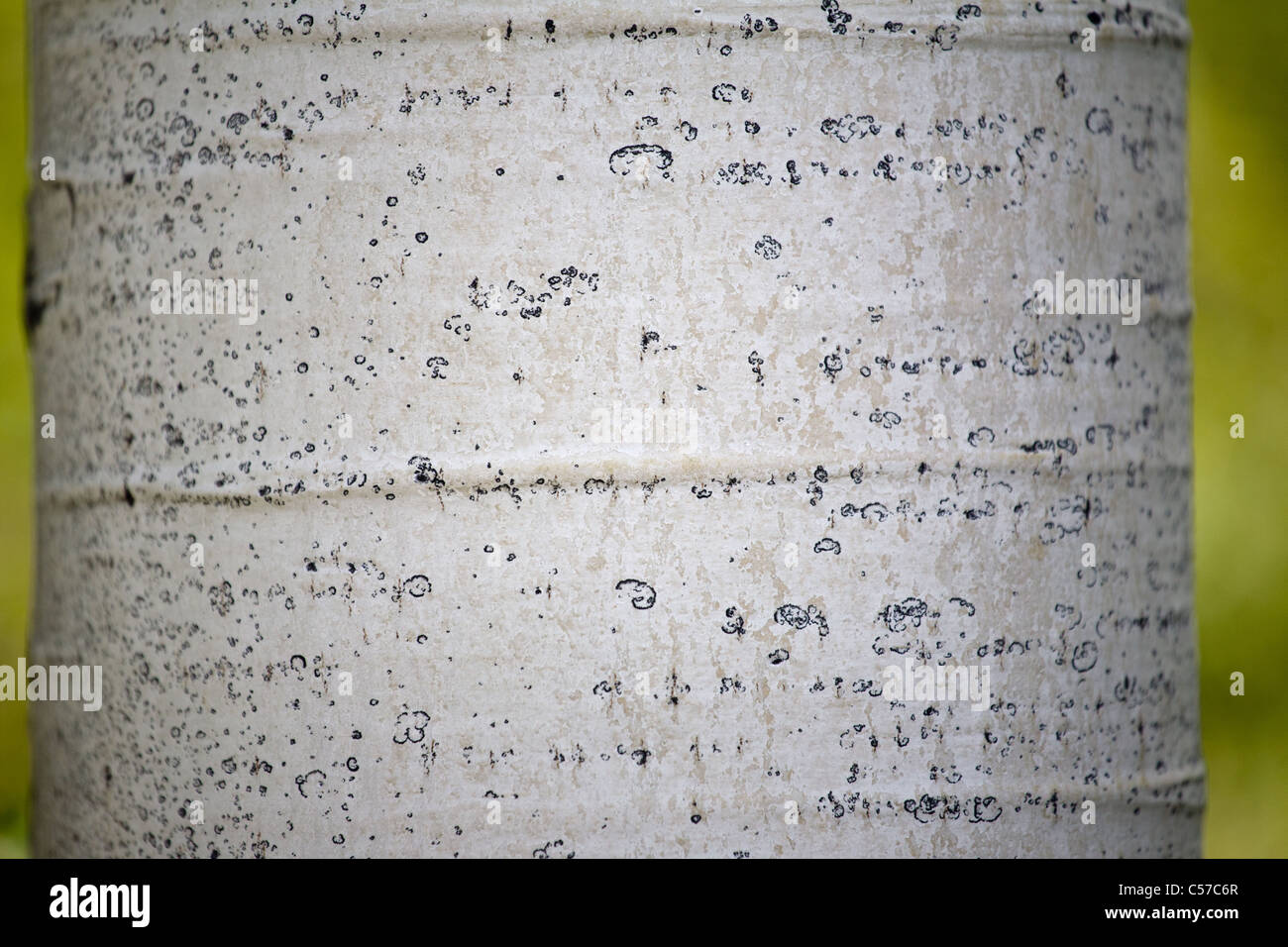Populus tremuloides -Closeup of a Colorado quaking aspen Stock Photo ...
