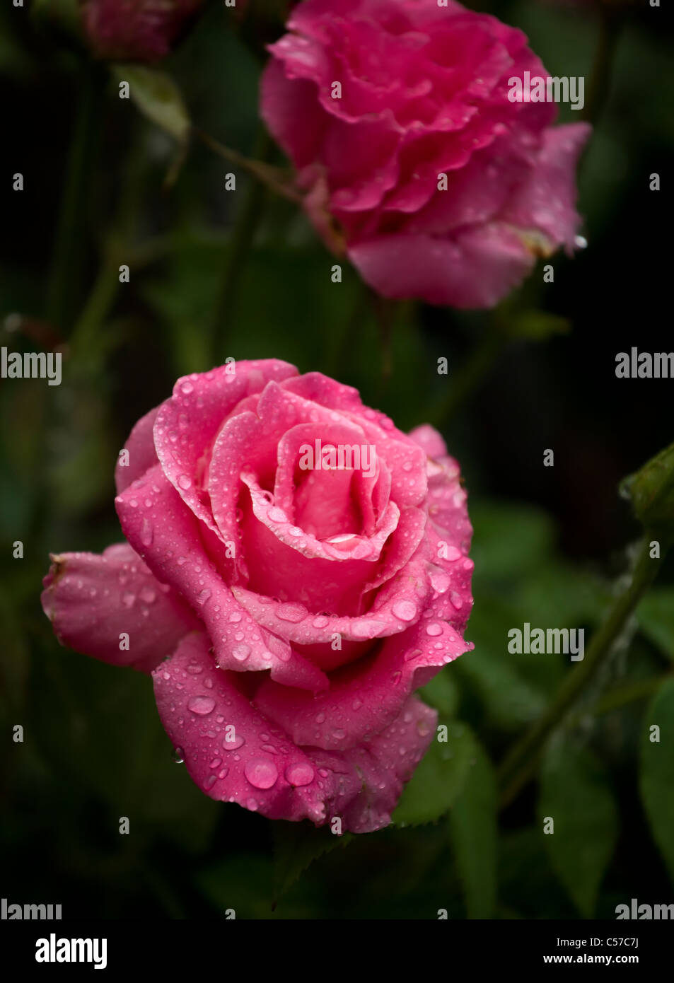 Beautiful Garden roses Stock Photo - Alamy