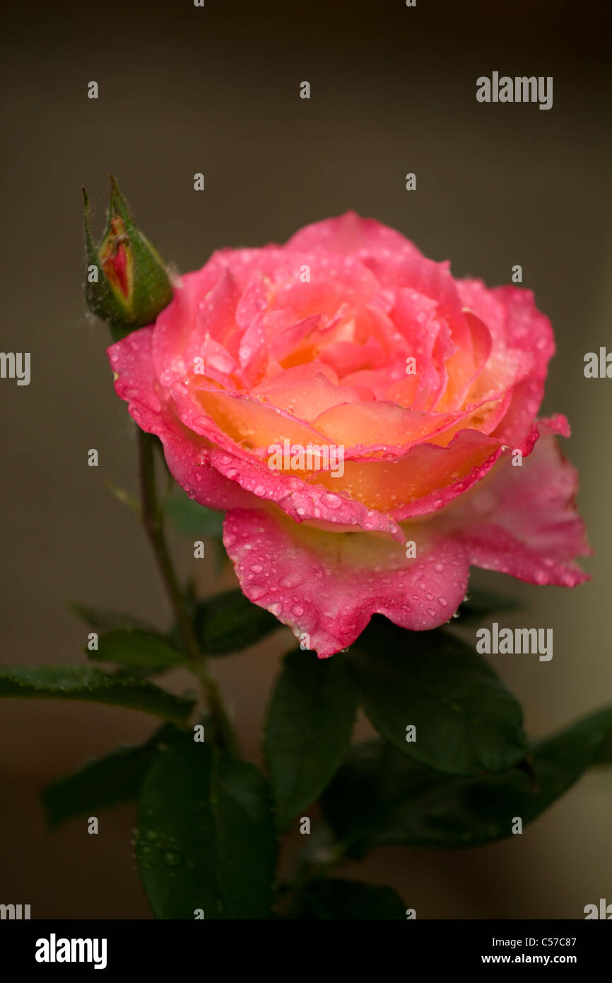 Beautiful Garden roses Stock Photo - Alamy