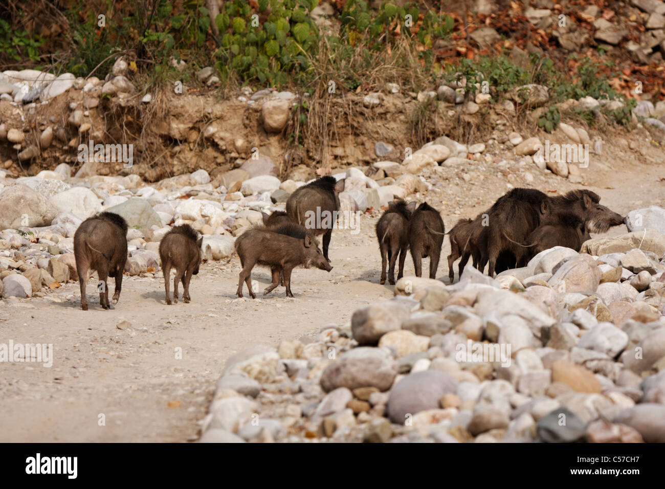 A herd of wild boar on the way of jungle tracks at Jim Corbett National ...
