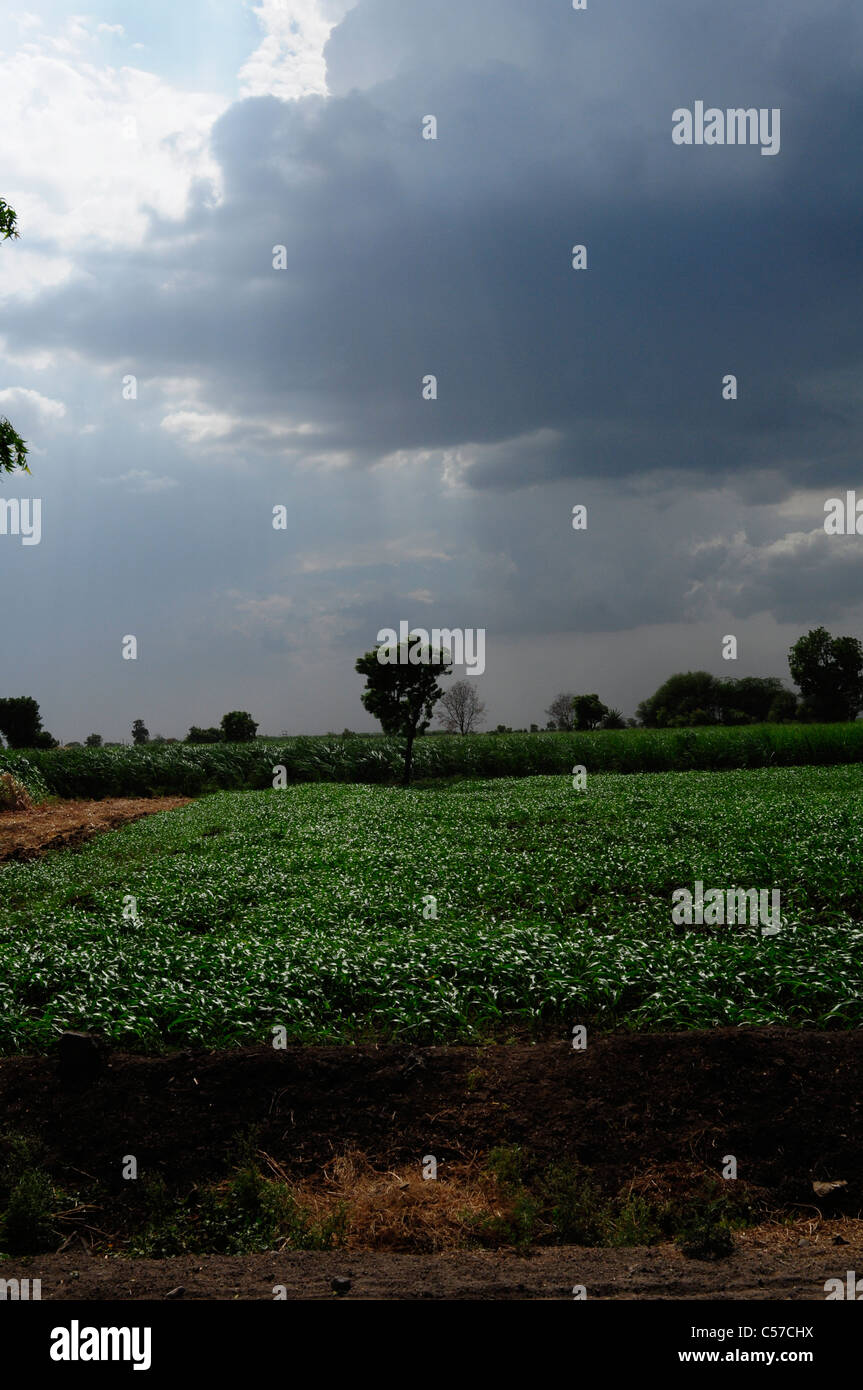 Crop tree hi-res stock photography and images - Alamy