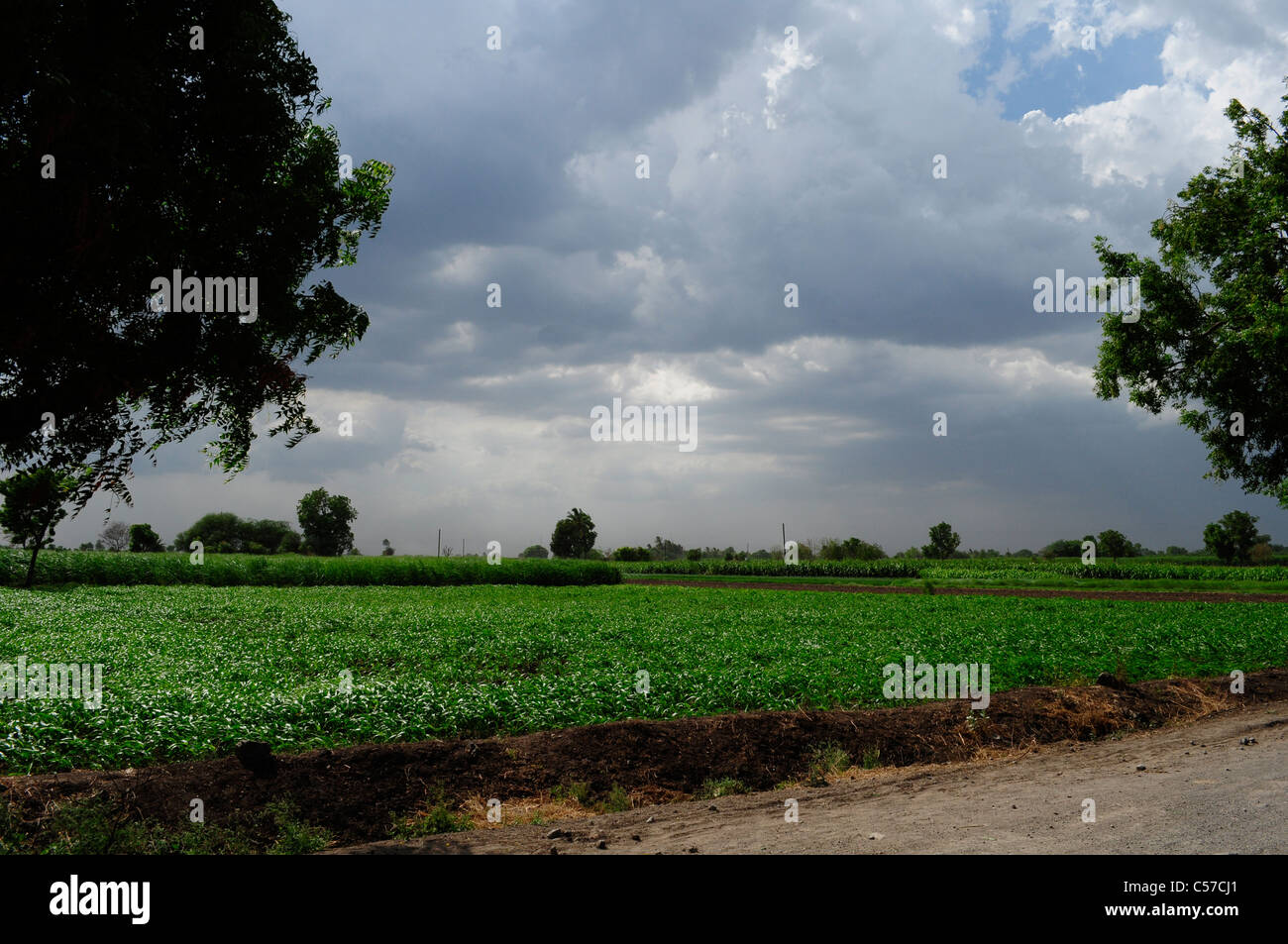 Crop tree hi-res stock photography and images - Alamy