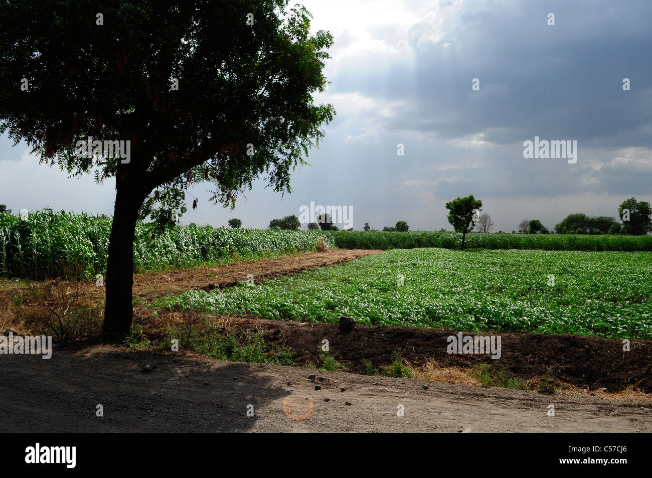 Crop tree hi-res stock photography and images - Alamy